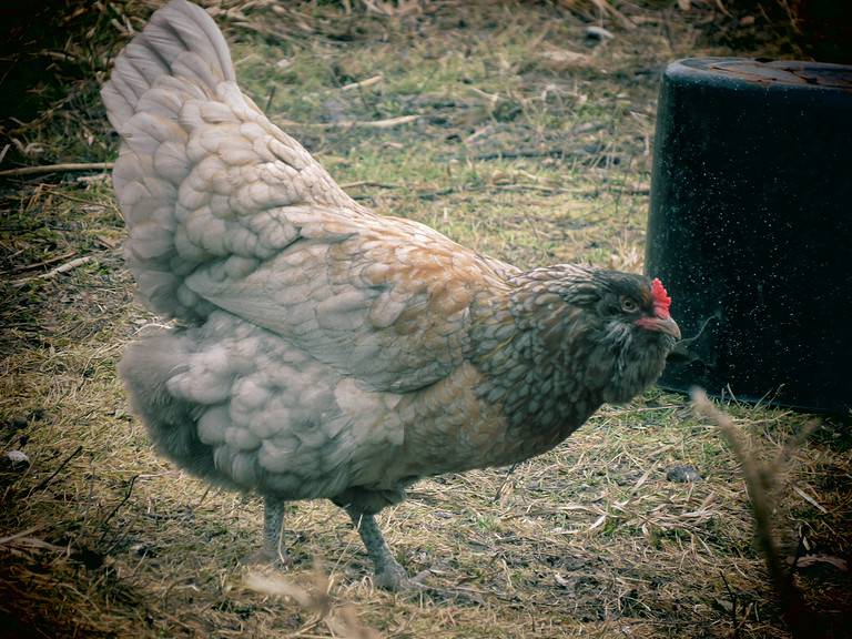 Discover 12 Amazing Blue Chicken Breeds - A-Z Animals