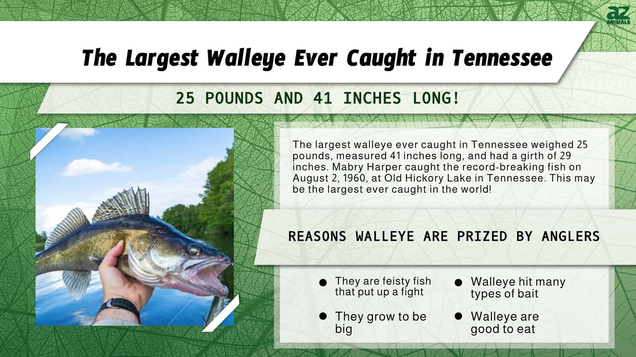 The Largest Walleye Ever Caught in Tennessee Was as Big as a River ...