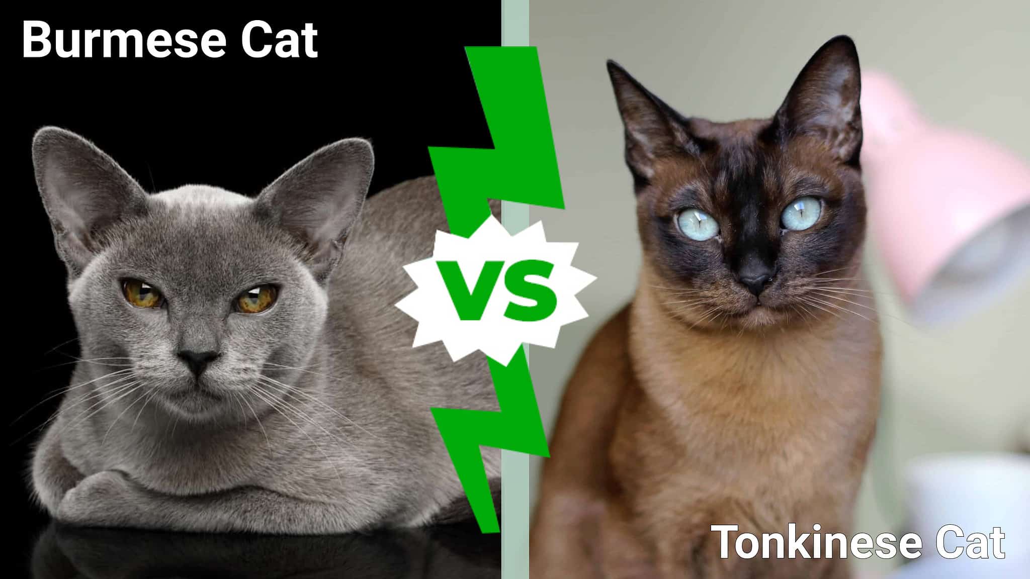 Burmese vs. Tonkinese Cat: Key Differences Explained - A-Z Animals