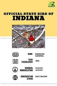 Discover the Official State Bird of Indiana - A-Z Animals