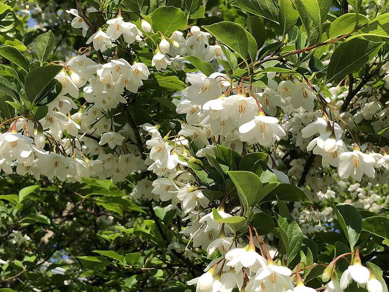 The 25 Top Flowering Trees for a Gorgeous Spring Bloom - A-Z Animals