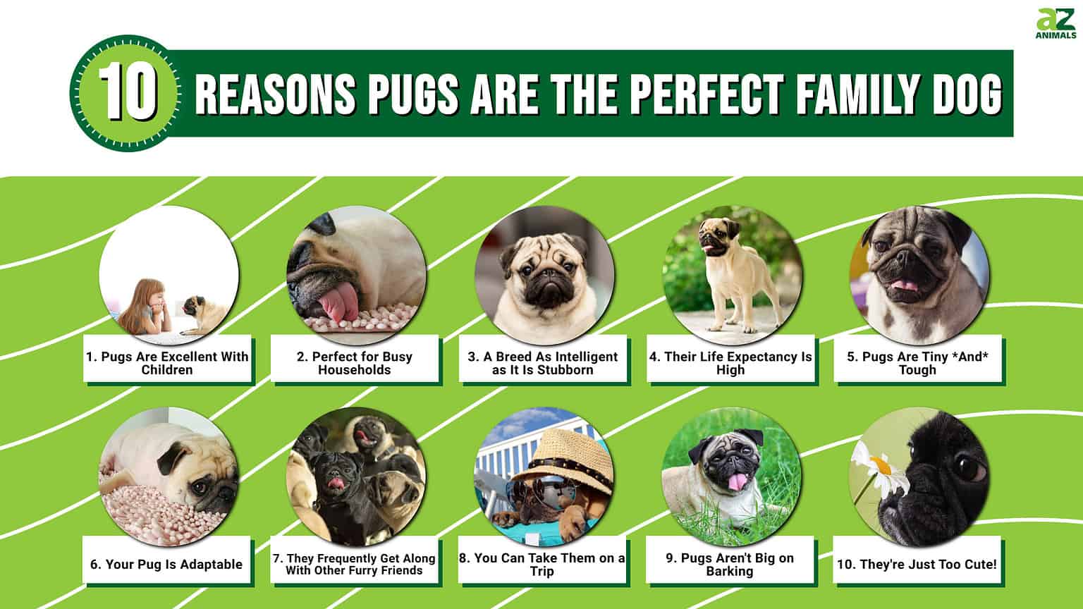 The Top 10 Reasons Pugs Are the Perfect Family Dog - A-Z Animals