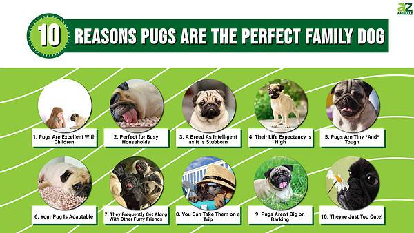 The Top 10 Reasons Pugs Are the Perfect Family Dog - A-Z Animals