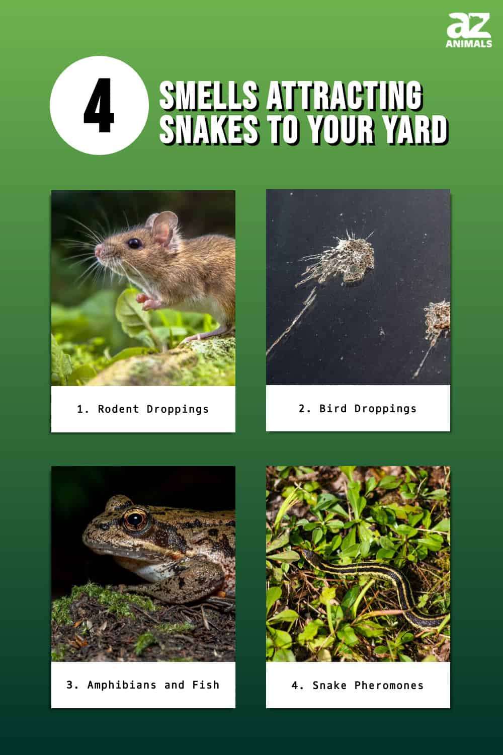 Discover the Top 4 Smells Attracting Snakes to Your Yard - A-Z Animals
