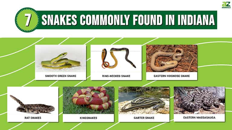 Discover 7 Snakes Commonly Found in Indiana - A-Z Animals