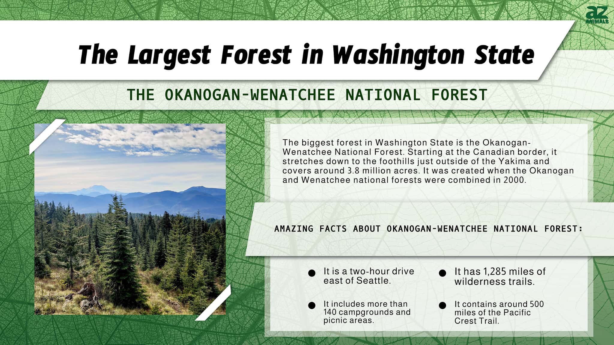 Discover the Largest Forest in Washington State (And the Creatures ...