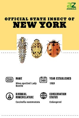 Discover the Official New York State Insect - A-Z Animals