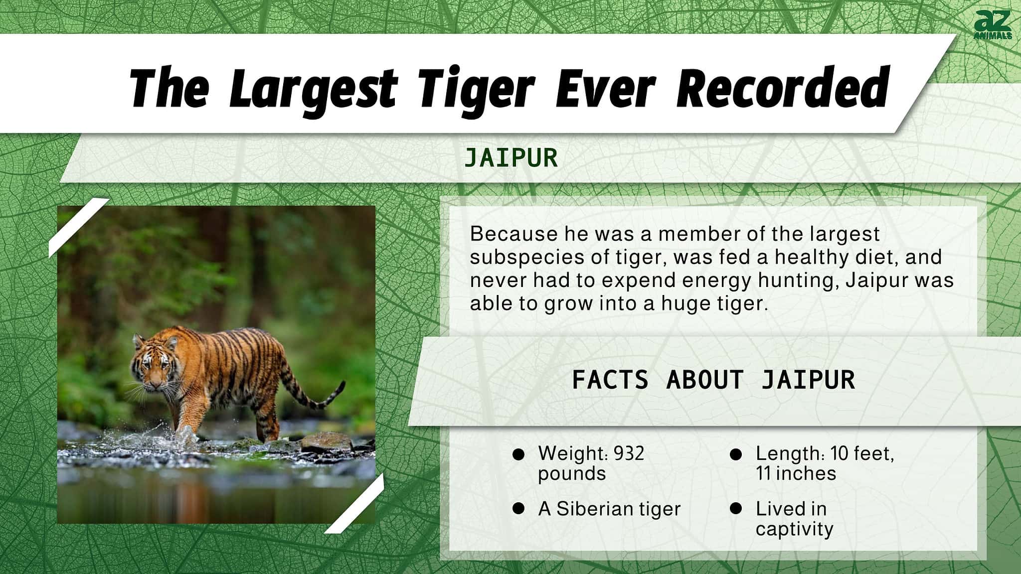 The Largest Tiger Weighed as much as a Horse - 3 Reasons It Grew So ...
