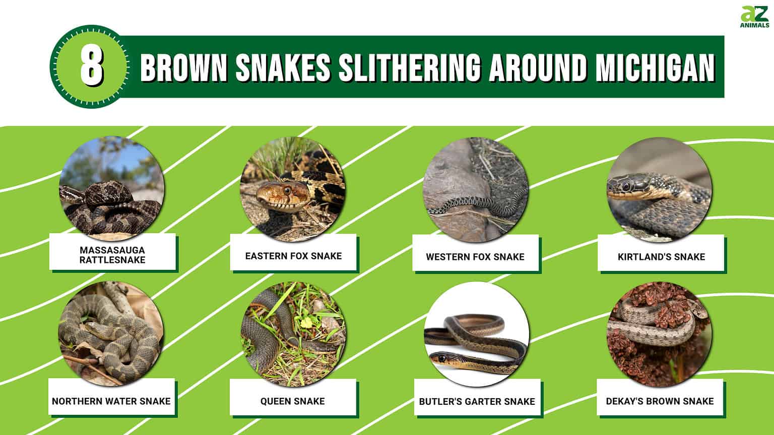 These Are the 8 Brown Snakes Slithering Around Michigan - A-Z Animals