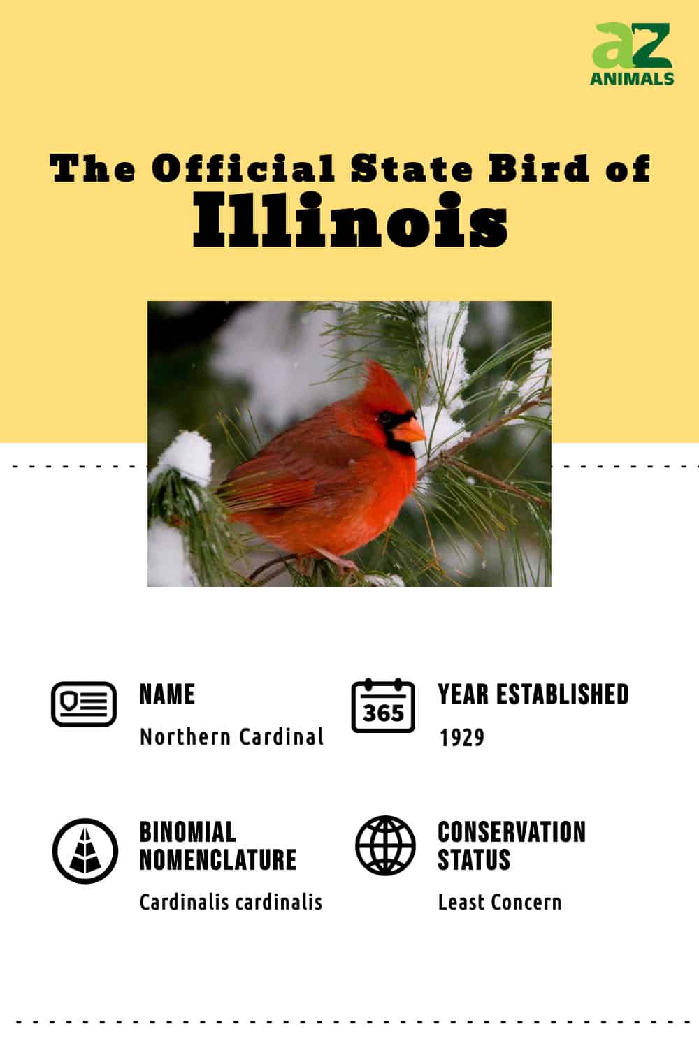 Discover the Official State Bird of Illinois - A-Z Animals