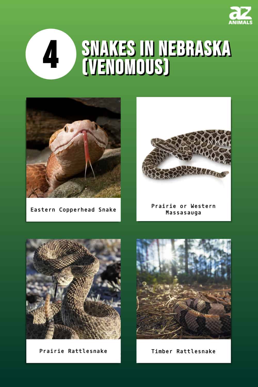 Discover 16 Snakes in Nebraska - A-Z Animals