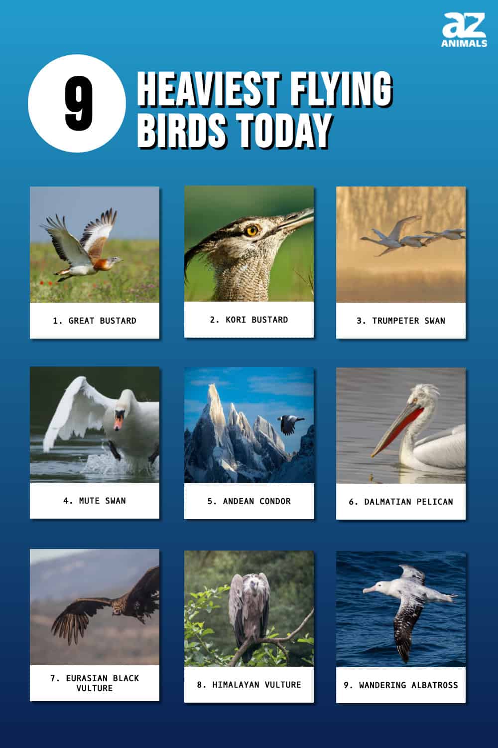 Discover the Top 9 Heaviest Flying Birds Today - A-Z Animals