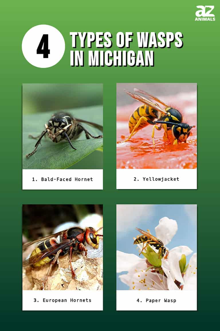 4 Types of Wasps In Michigan Ranked By the Pain of Their Sting - A-Z ...