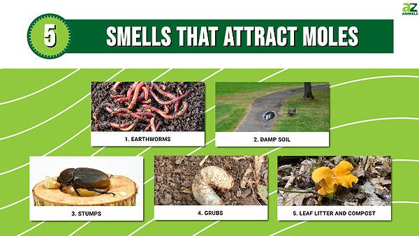Discover the Top 5 Smells Attracting Moles to Your Yard - A-Z Animals