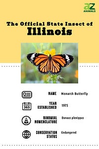 Discover the Official Illinois State Insect - A-Z Animals