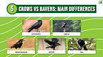 Crows vs Ravens: 5 Main Differences Explained - A-Z Animals
