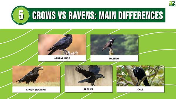 Crows vs Ravens: 5 Main Differences Explained - A-Z Animals