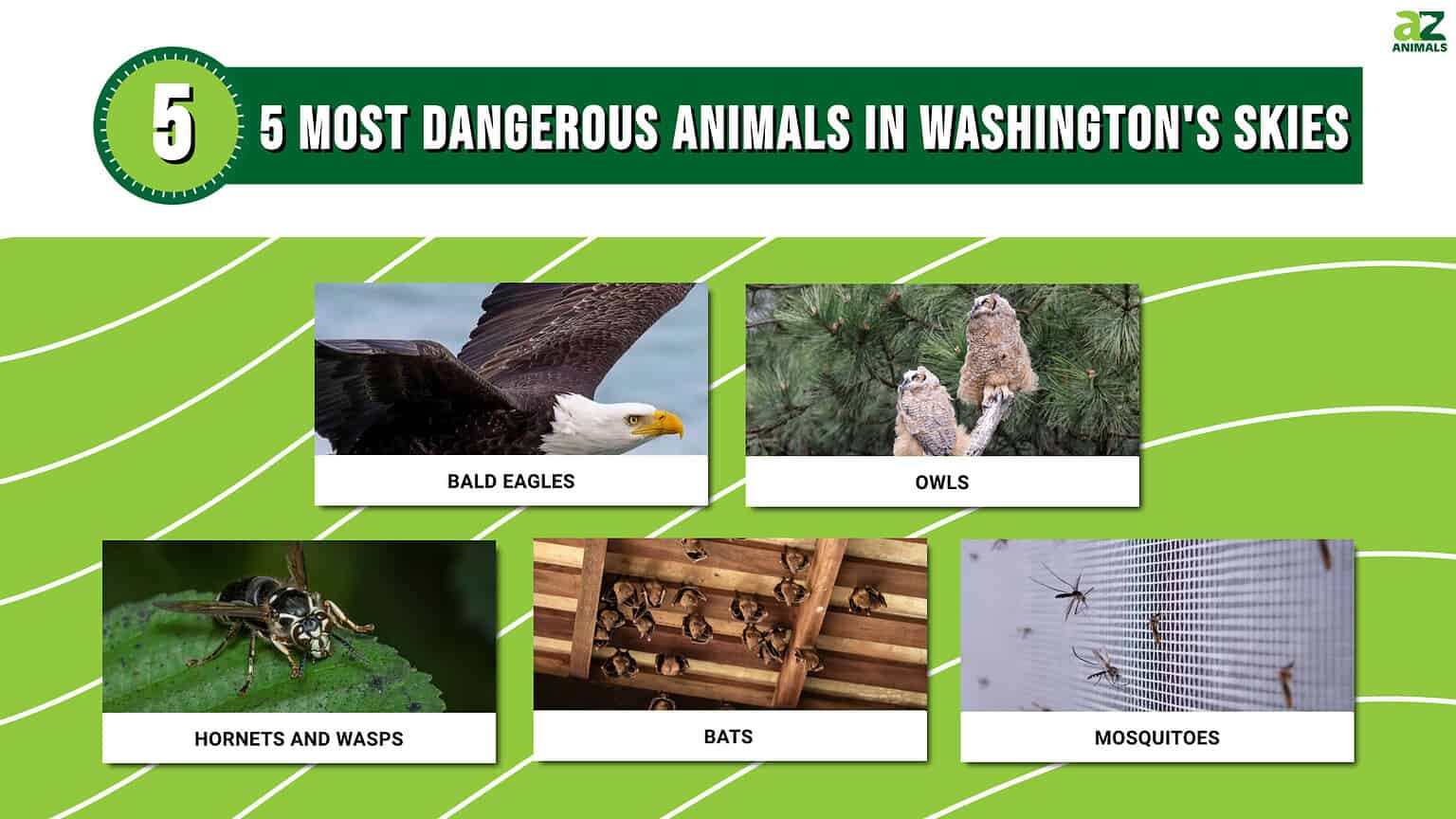 Discover the 5 Most Dangerous Animals Patrolling Washington's Skies - A ...