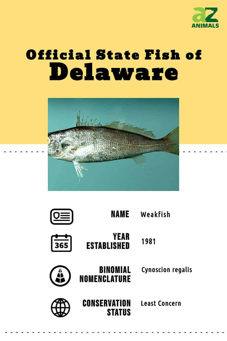Discover the Official State Fish of Delaware - A-Z Animals