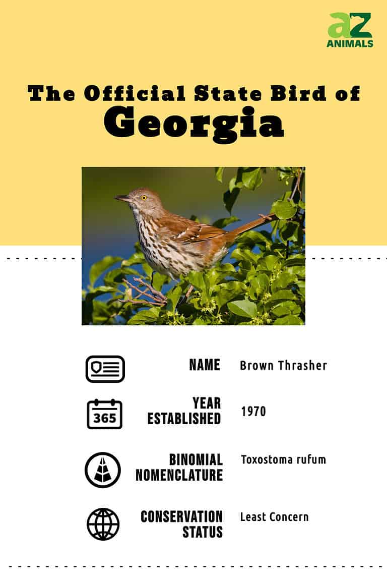 Discover the Official State Bird of Georgia - A-Z Animals