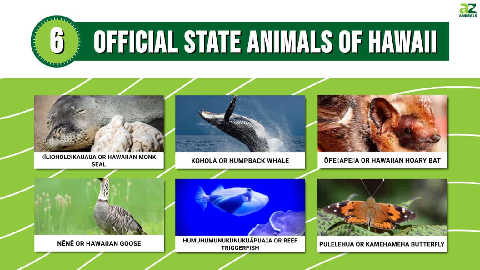 Discover the 6 Official State Animals of Hawaii - A-Z Animals