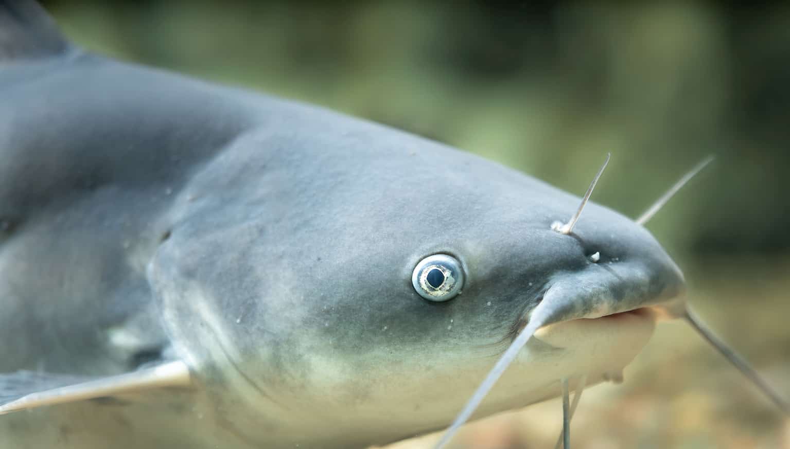 Massive 94-LB Catfish Caught in Popular South Carolina Lake - A-Z Animals