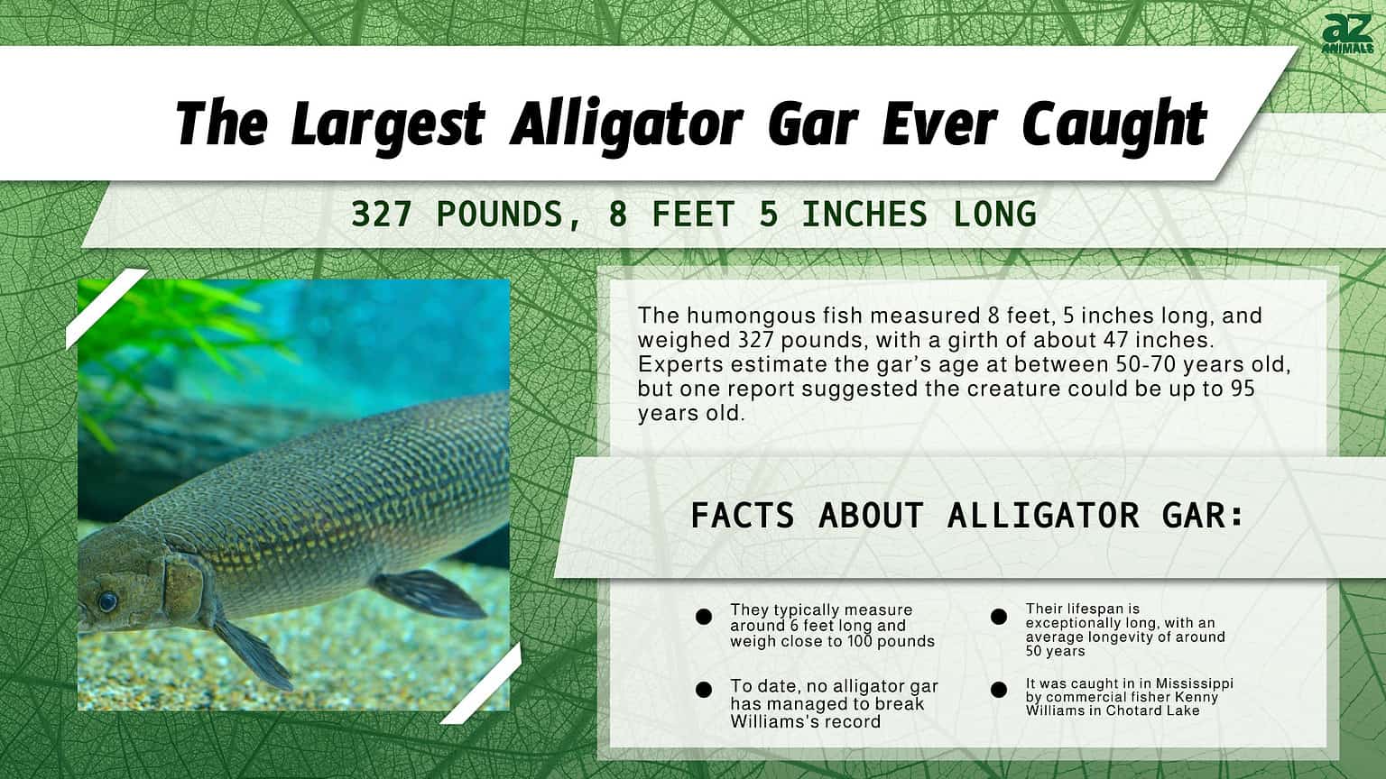 Texas Man Snags a Massive Alligator Gar the Size of a Refrigerator - A ...