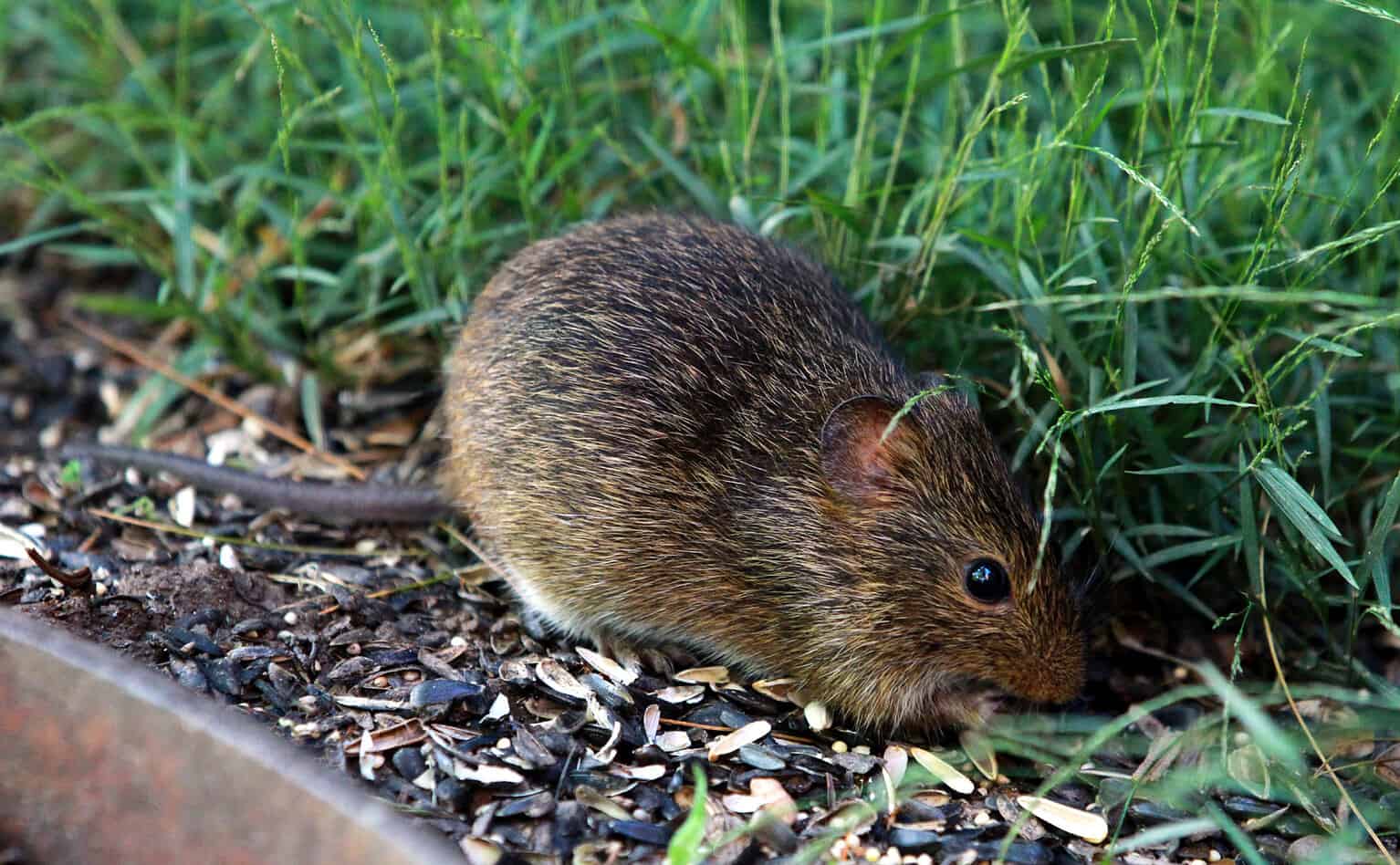 12 Plants That Repel and Keep Rats Away - A-Z Animals