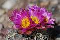 15 Beautiful Flowers That Start with U - A-Z Animals