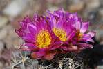 15 Beautiful Flowers That Start with U - A-Z Animals