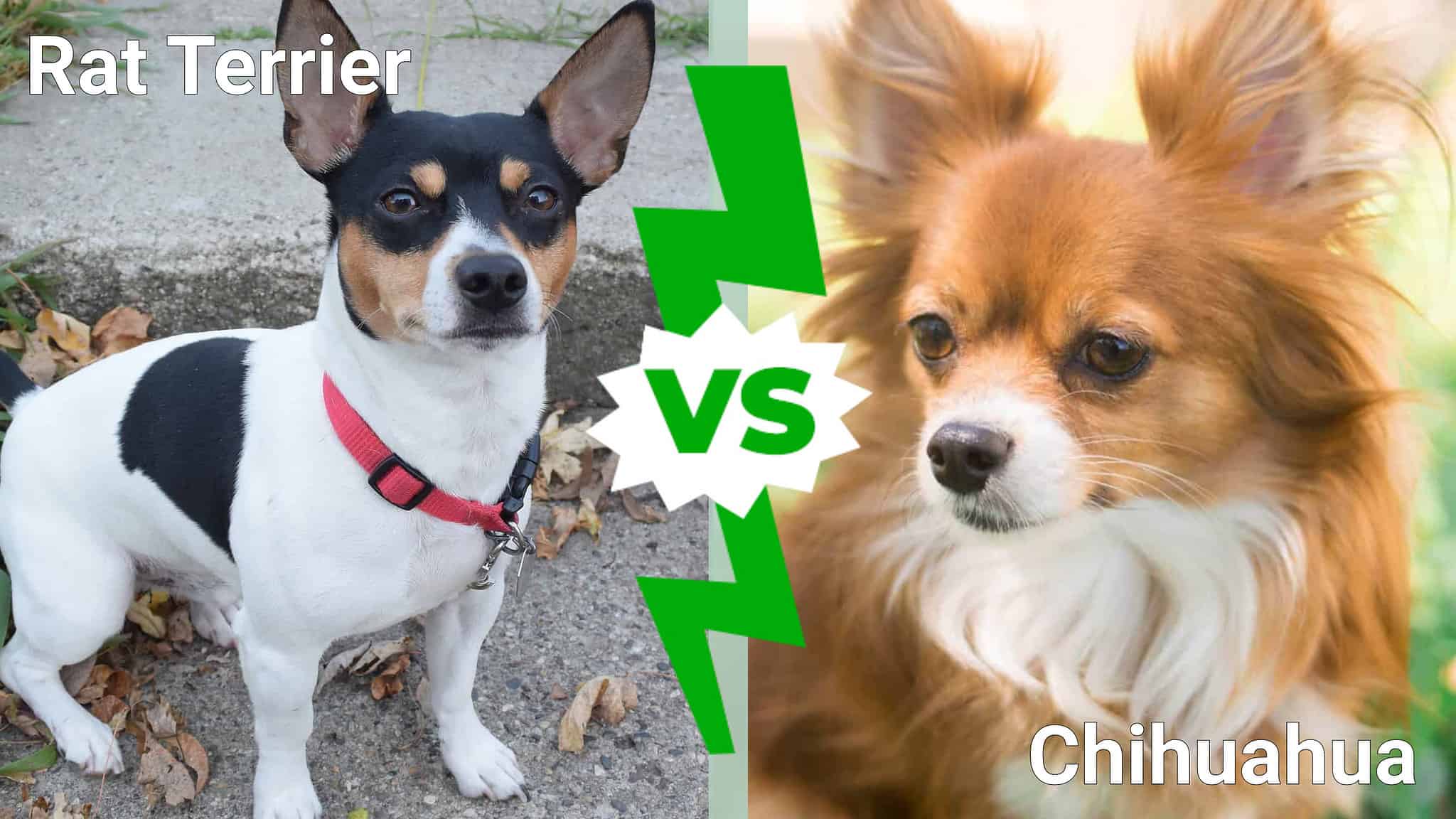 Rat Terrier vs. Chihuahua: 7 Key Differences - A-Z Animals