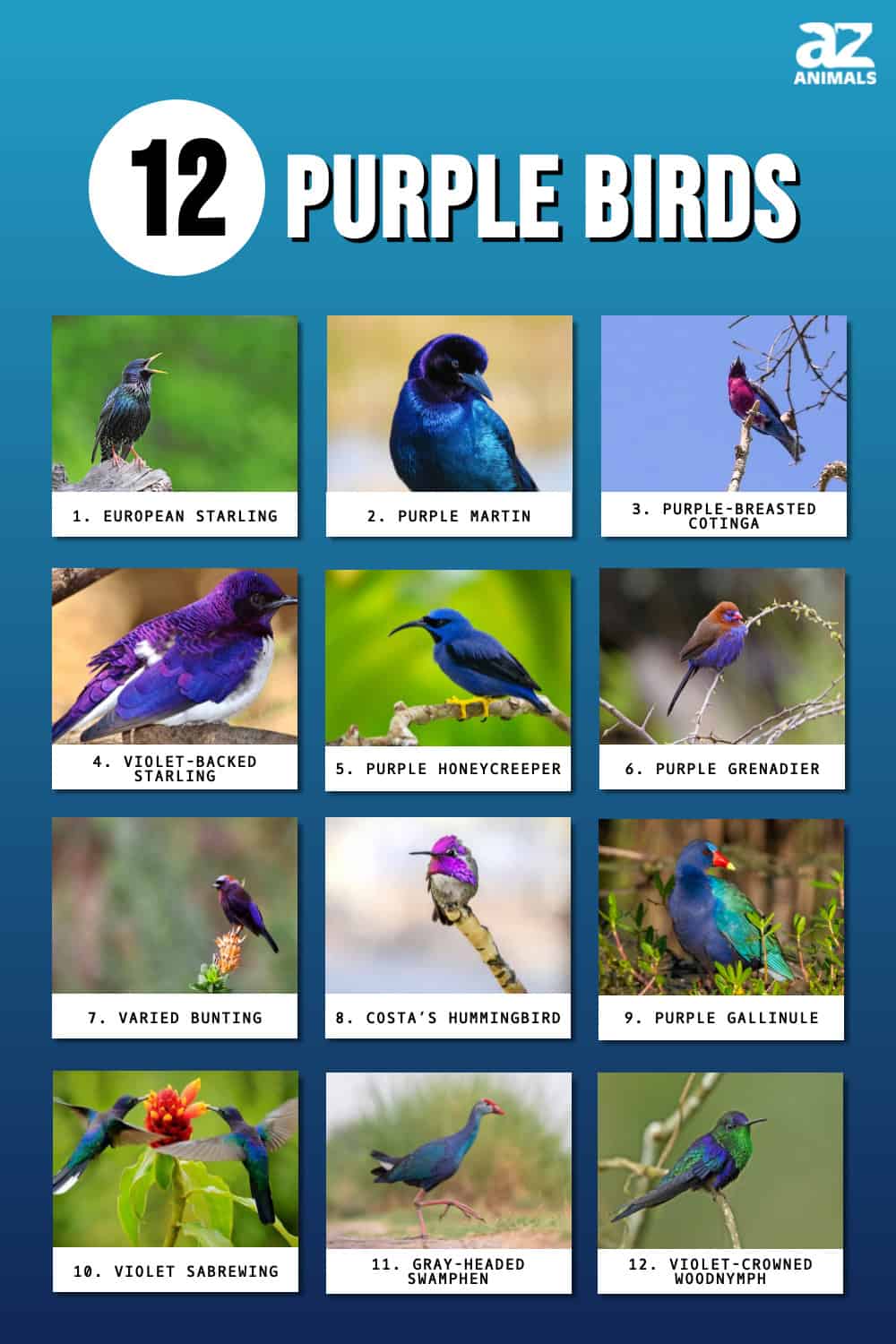 Discover 12 Purple Birds (With Pictures and Facts About Each) - A-Z Animals