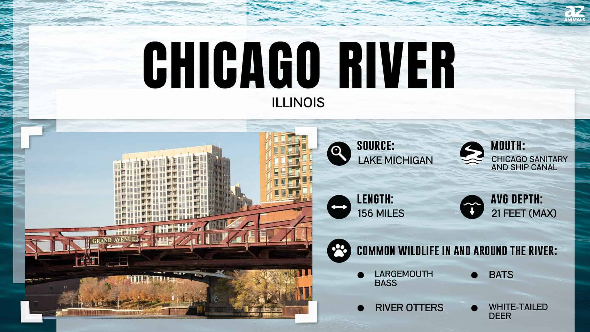 What's in the Chicago River and Is it Safe to Swim? - A-Z Animals