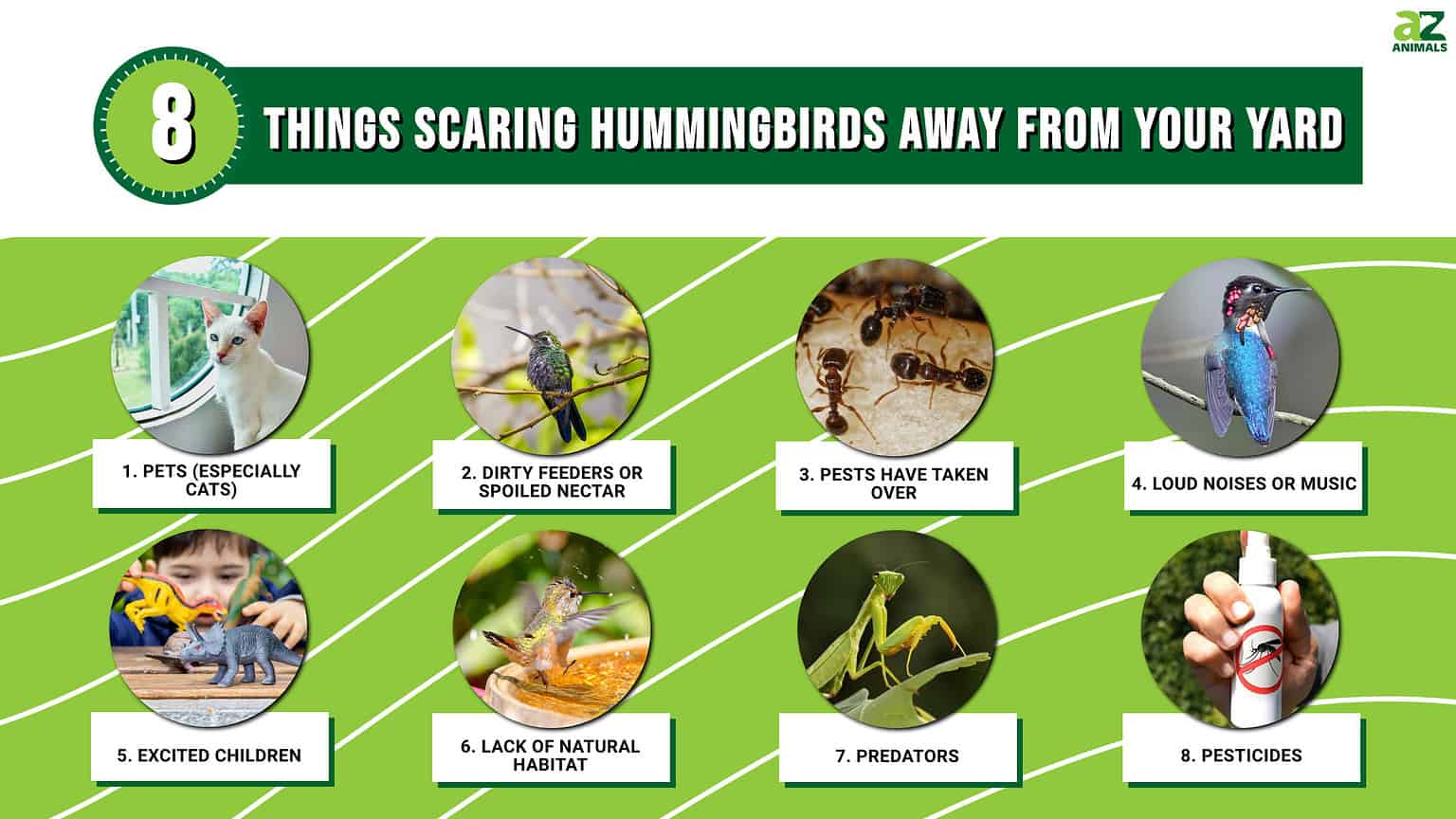 What Scares Hummingbirds Away