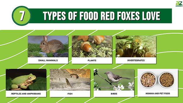 What Do Red Foxes Eat? 7 Types of Food They Love! - A-Z Animals