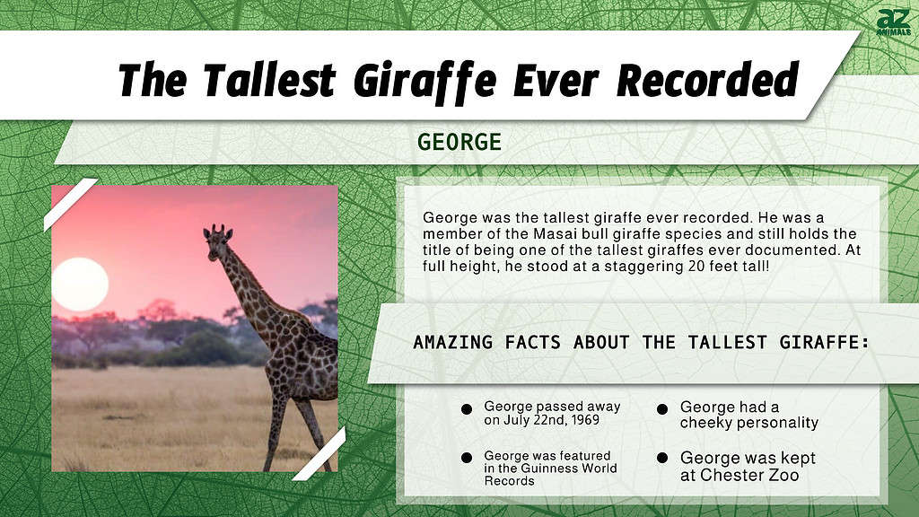 The Tallest Giraffe Ever Was 20 Feet High! - A-Z Animals Slideshows