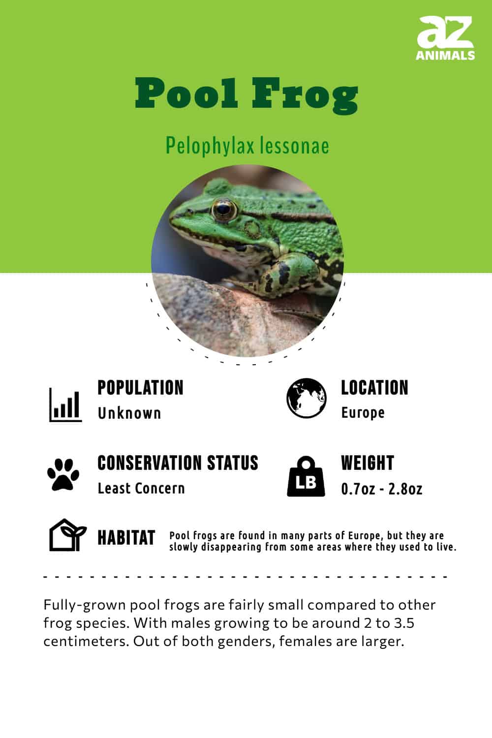 Pool Frog Animal Facts - Pelophylax lessonae - A-Z Animals