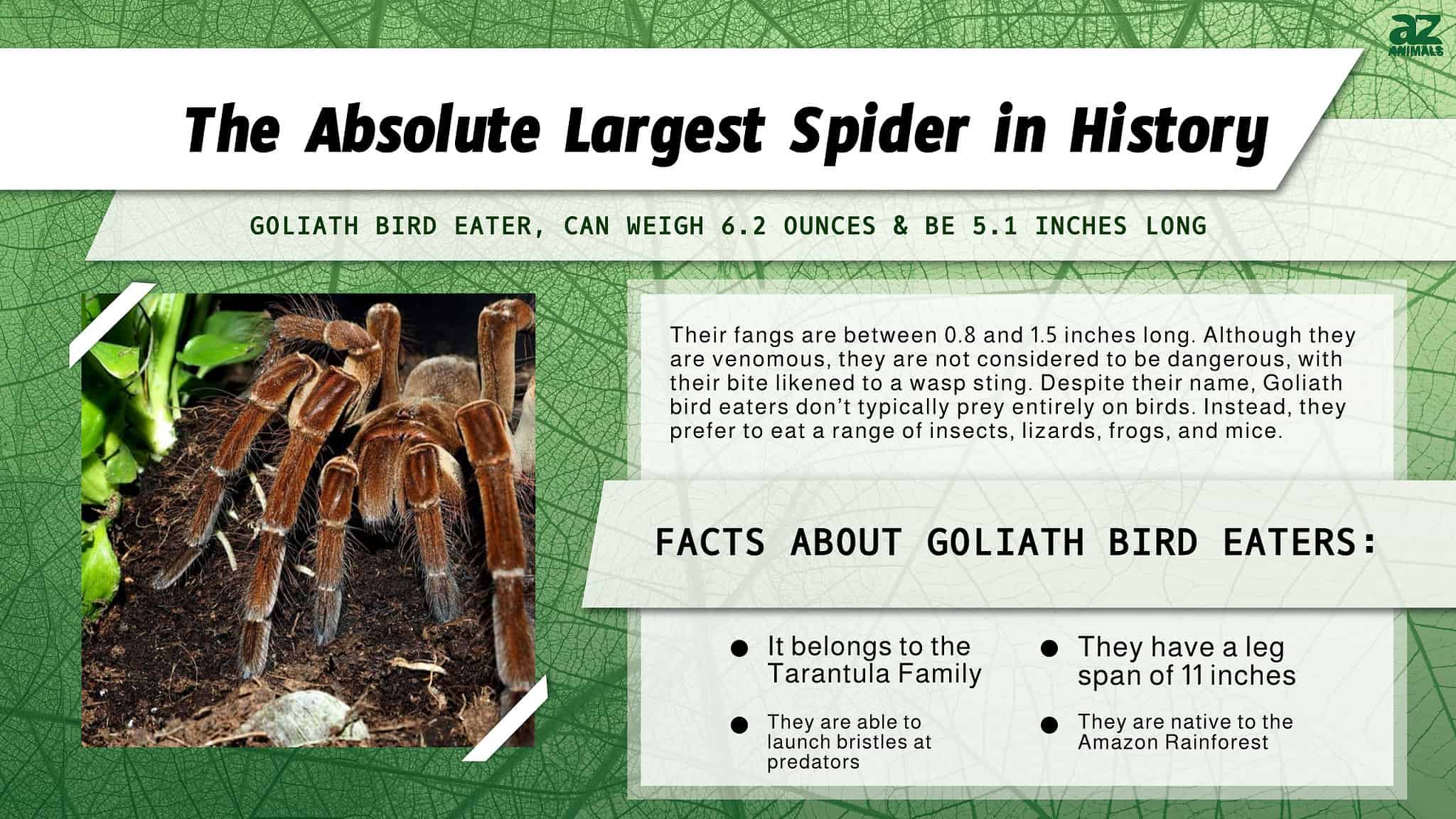 Meet the Absolute Largest Spider in History - A-Z Animals