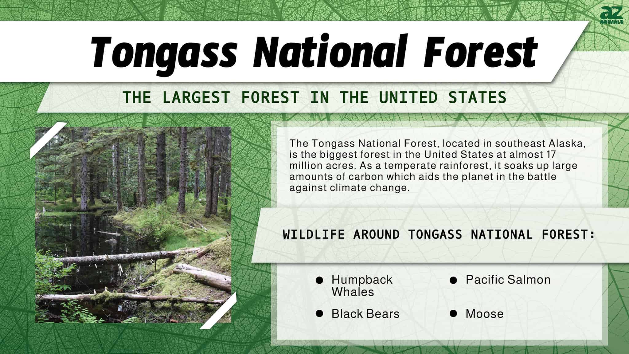 The Largest Forest in the United States - A-Z Animals