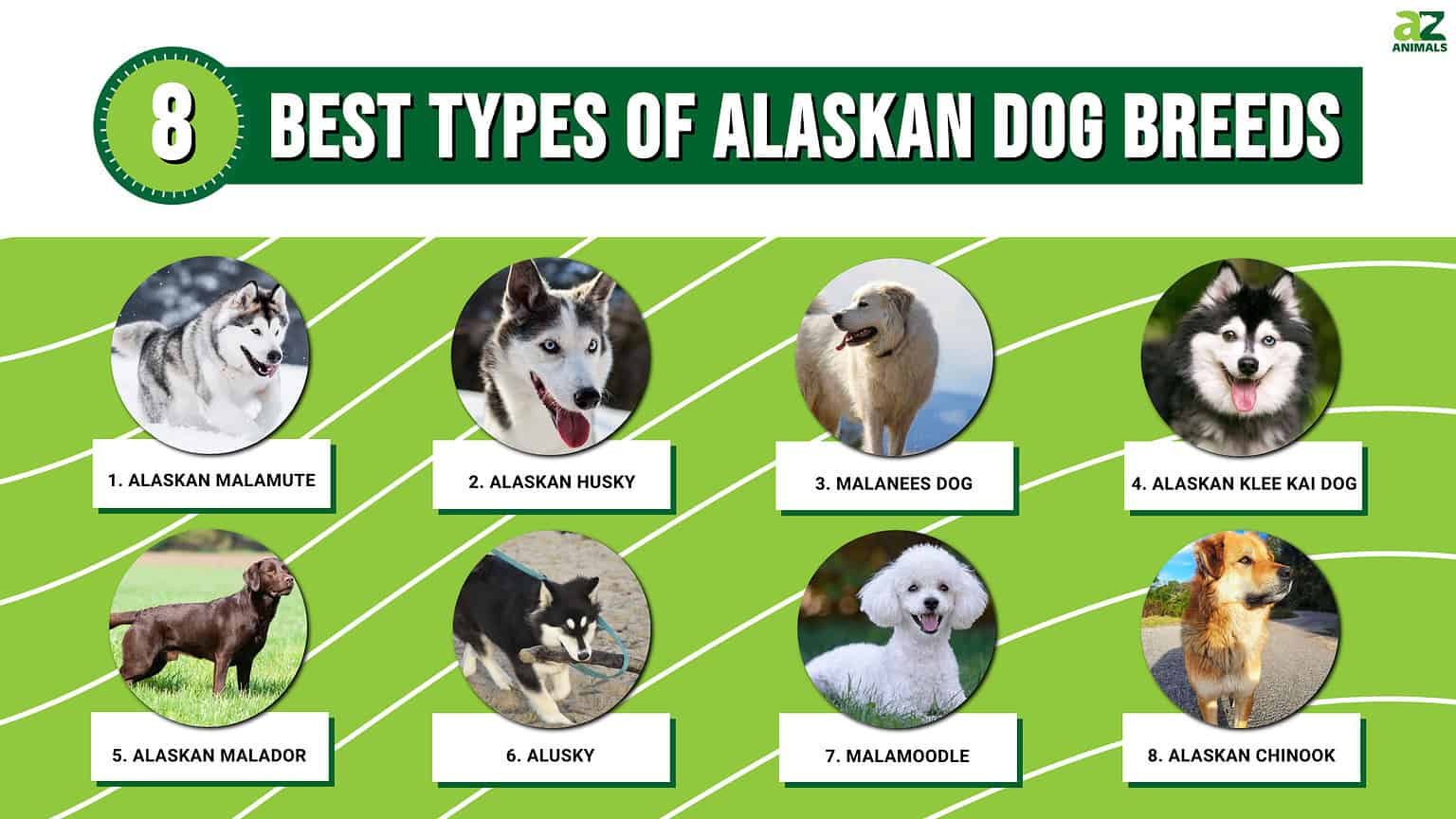 8 Best Types of Alaskan Dog Breeds - A-Z Animals