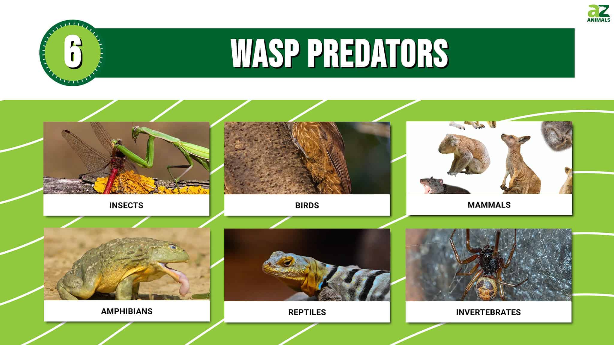 Wasps Predators: What Eats Wasps? - A-Z Animals