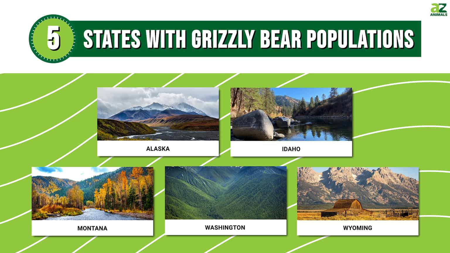 Grizzly Bears Thrive in These U.S. States - A-Z Animals Slideshows