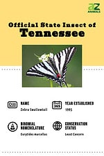 Discover the Official Tennessee State Insect - A-Z Animals