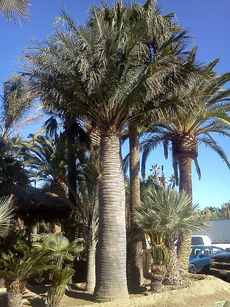 Palm Trees Of Oregon State