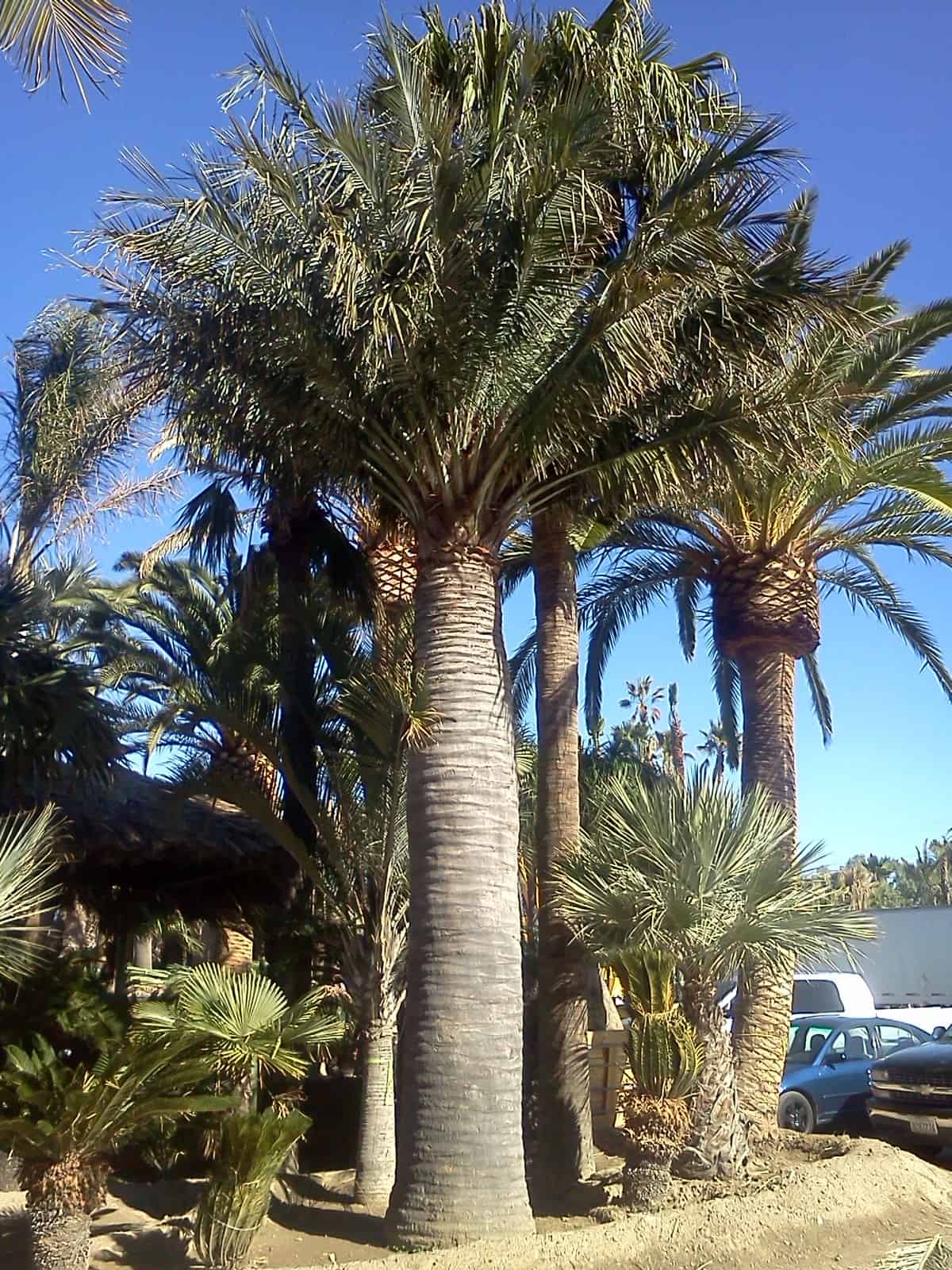6 Palm Trees Hardy Enough to Thrive in Oregon - A-Z Animals