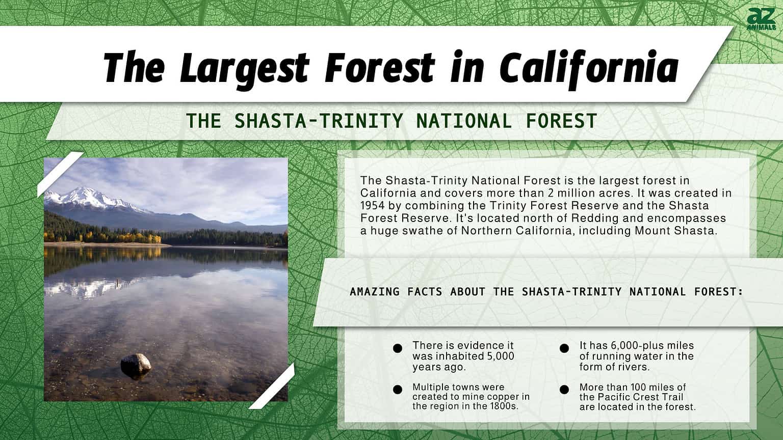 Discover the Largest Forest in California (And What Lives Within It ...