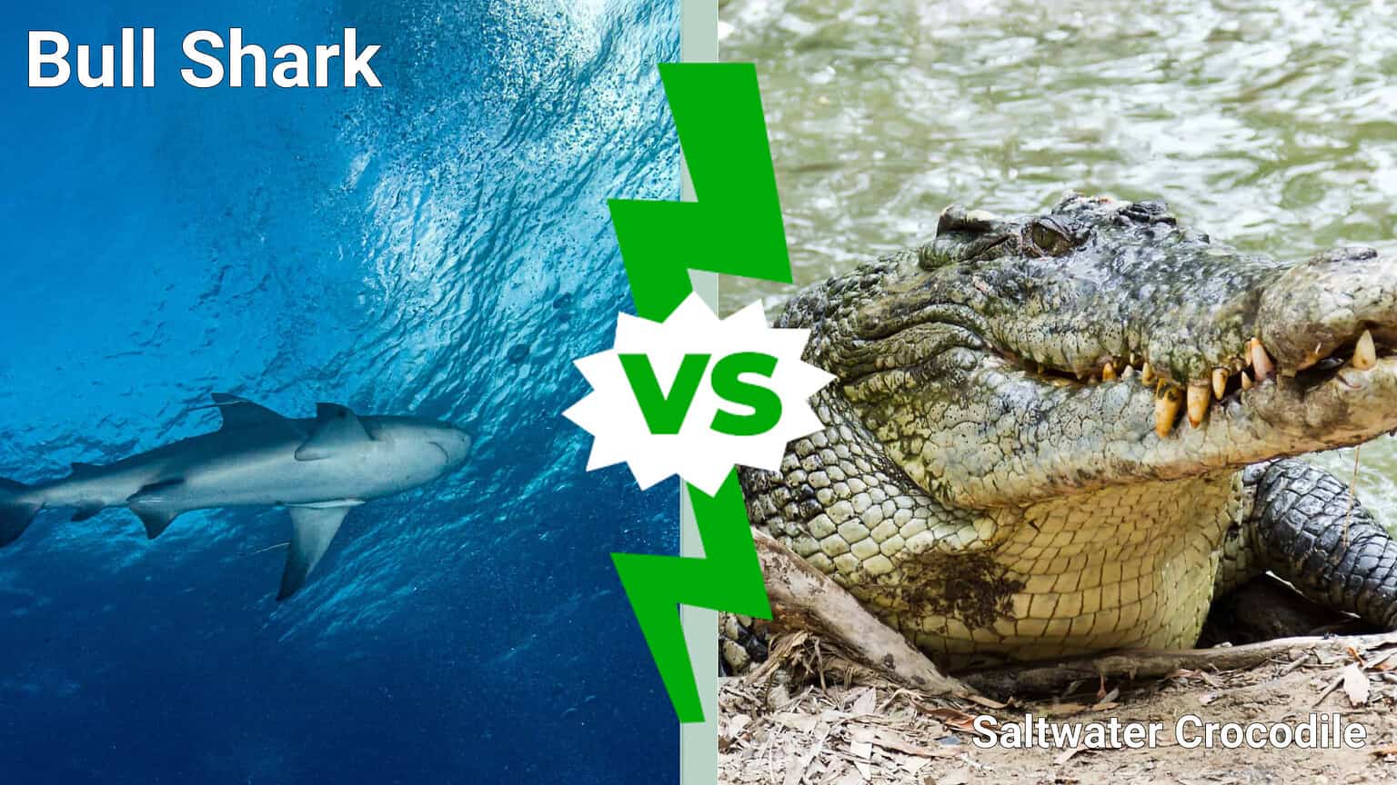 Bull Shark vs. Saltwater Crocodile: Who Would Win in a Fight? - A-Z Animals