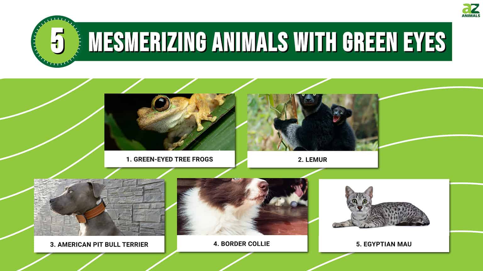 5 Mesmerizing Animals With Green Eyes - A-Z Animals
