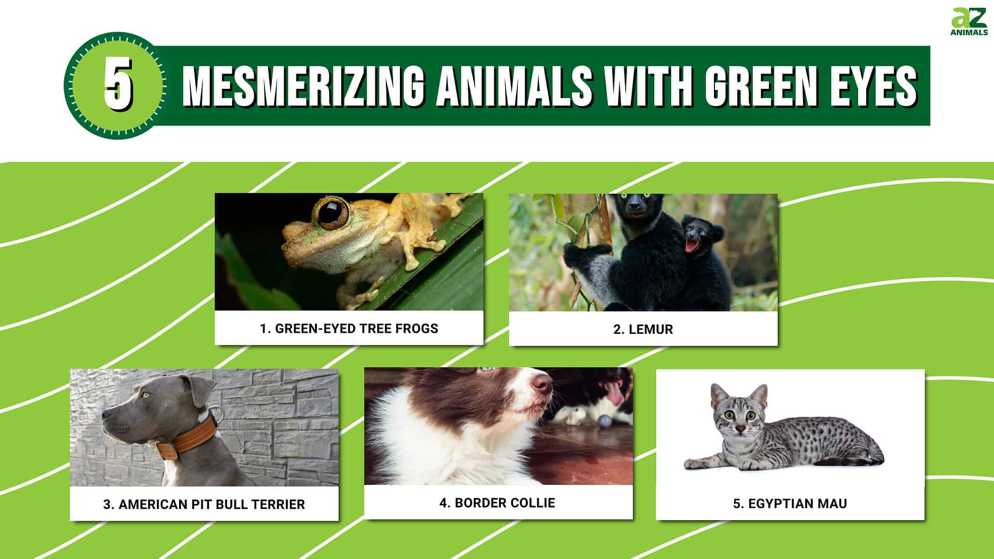 5 Mesmerizing Animals With Green Eyes - A-Z Animals