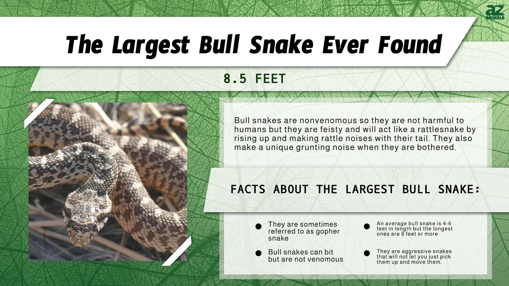 Discover the Largest Bull Snake Ever Found - A-Z Animals